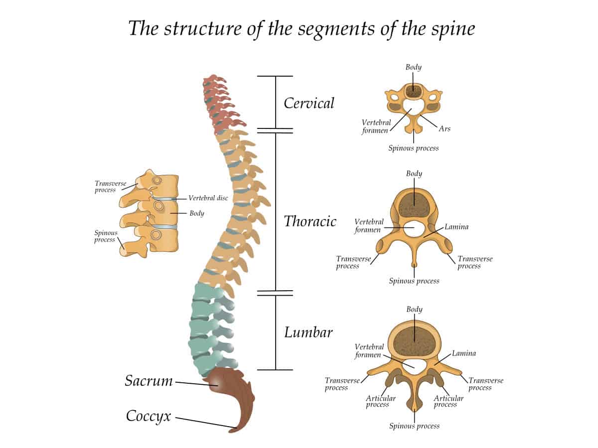 10 Advanatages of Chiropractic Care Your Health | SW Spine